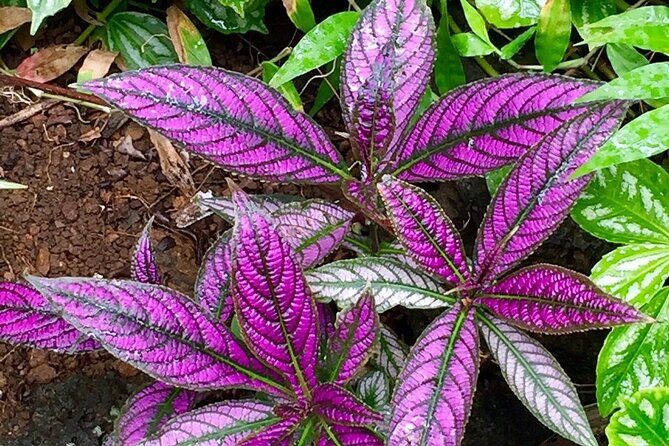 Princeville Botanical Gardens Tour and Chocolate Tasting Ticket - The Scenic Walk Through the Valleys and Plant Treasures