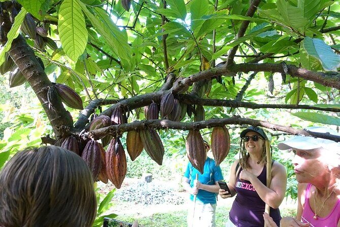 Princeville Botanical Gardens Tour and Chocolate Tasting Ticket - Practical Details: Price, Duration, and What You Get