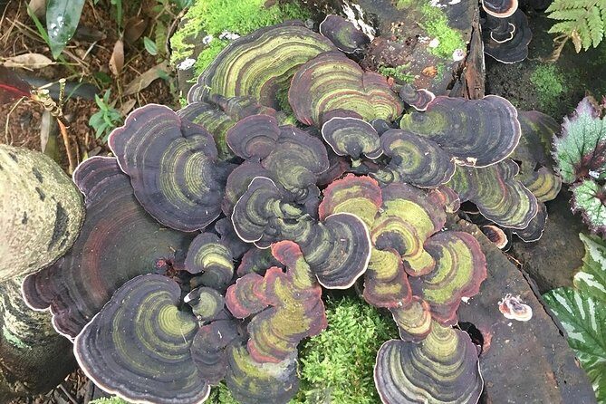 Princeville Botanical Gardens Tour and Chocolate Tasting Ticket - What to Wear and Bring