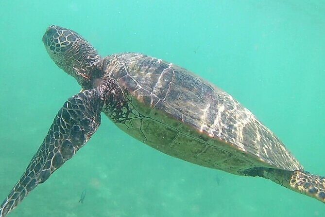 Princeville - Snorkeling Shore Excursion - Practical Details and Tips