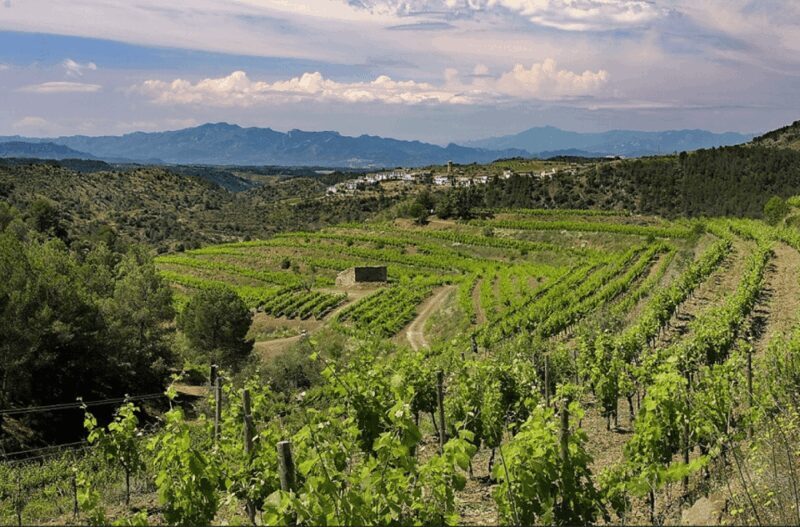 Priorat tour to 3 small wineries and hotel pick-up - Key Points