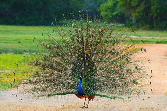 Private 02 Day Leopard Safari in Yala from Bentota - What Makes This Tour Stand Out