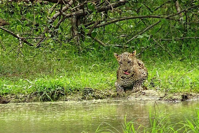 Private 02 Day Leopard Safari in Yala from Bentota - Frequently Asked Questions (FAQ)