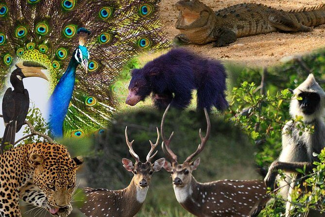 Private 02 Day Leopard Safari in Yala from Colombo - FAQ