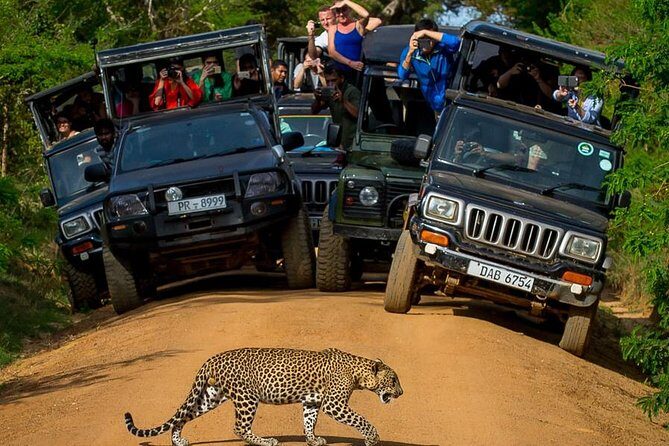 Private 02 Day Leopard Safari in Yala from Colombo - Key Points