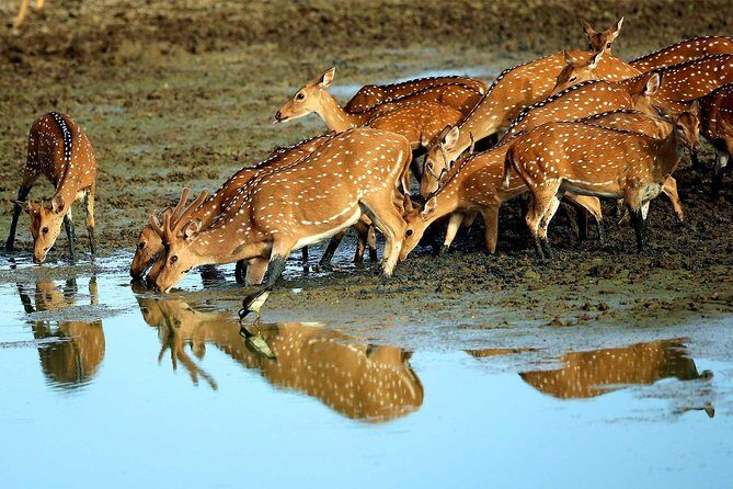 Private 02 Day Leopard Safari in Yala from Colombo - An In-Depth Look at the Safari Experience