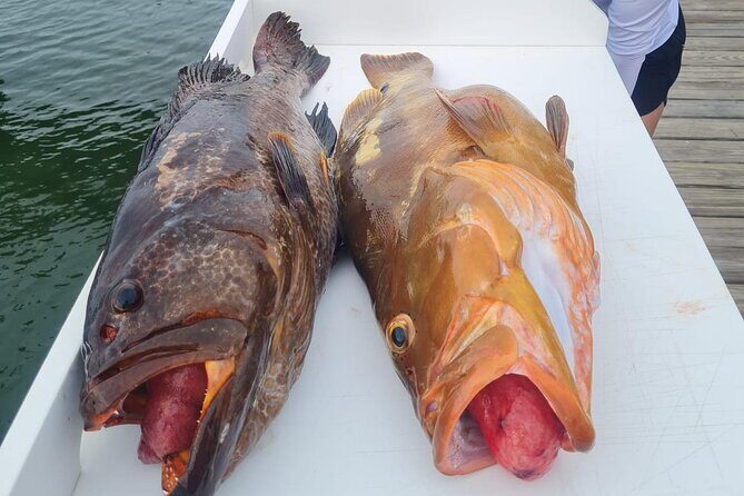 Private 1/2 Day Afternoon Bottom Fishing Charter on "Shady Grady" - Key Points