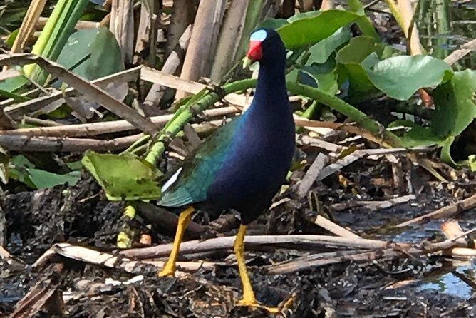 Private 1-Hour Airboat Tour of Miami Everglades - Key Points