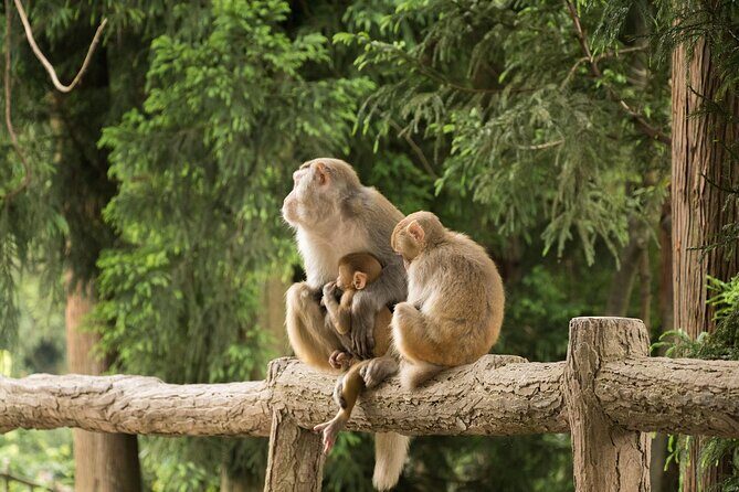 Private 1 Tour Zhangjiajie National Forest Park Avatar Mountain - Discovering Zhangjiajie’s Natural Wonders: A Detailed Review of the Private Avatar Mountain Tour