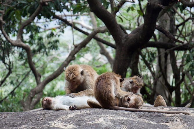 Private 10 Days Sri Lanka Tour - Whale Watching & Coastal Charm in Mirissa