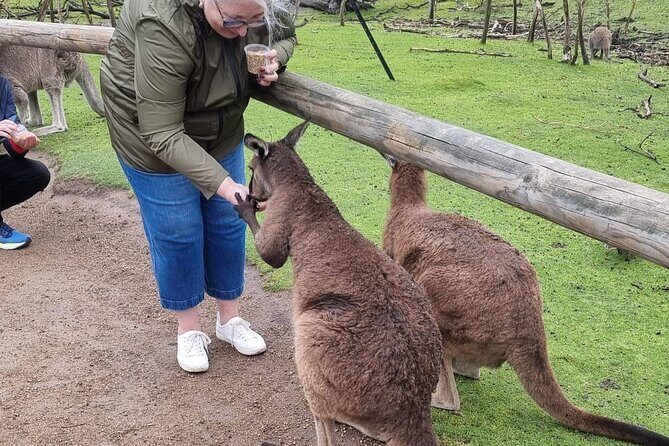 Private 12 Apostles or Melbourne Tour - Shore Excursion - Analyzing the Cost and Overall Value