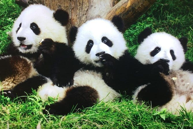 Private 2-Day Chengdu Discovery with Hotel Accommodation - Frequently Asked Questions