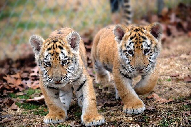 Private 2-Day Tour to Ranthambhore Tiger Safari from Jaipur - Who Should Consider This Tour?