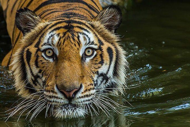 Private 2-Day Tour to Ranthambhore Tiger Safari from Jaipur - Frequently Asked Questions