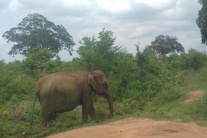 Private 2 Day Tour Udawalawe & Ella From Kandy - A Deep Dive into the Experience