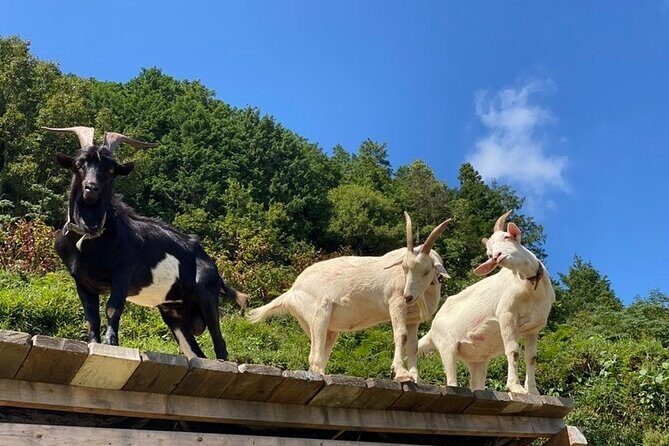 Private 2 Days Tour in Okayama - FAQs