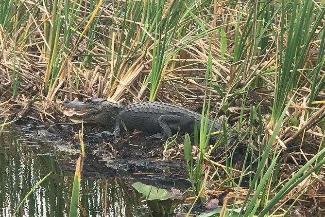Private 2-Hour Airboat Tour of Miami Everglades - Introduction: A Unique Way to Explore the Everglades
