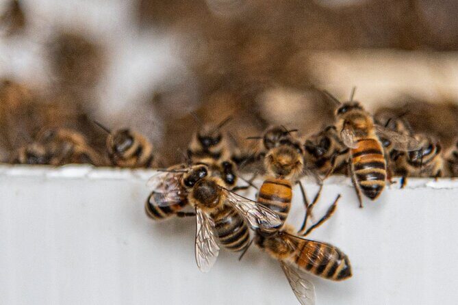 Private 2-Hour Beekeeping Classroom Tour in Honokaa - FAQ