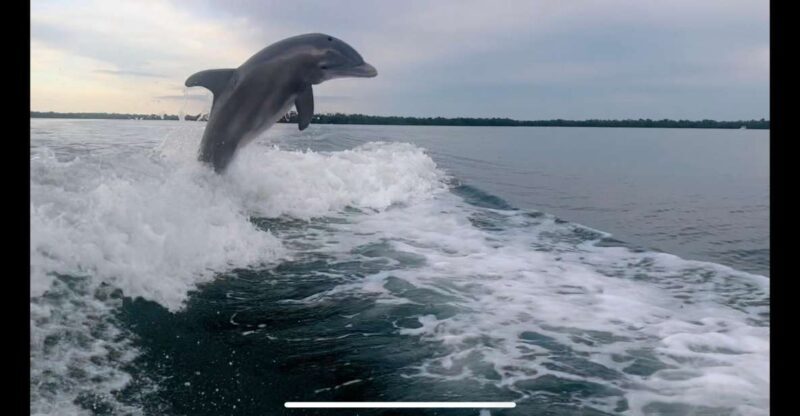 Private 2 Hour Dolphin & Eco Tour Marco Island, FL - Final Thoughts