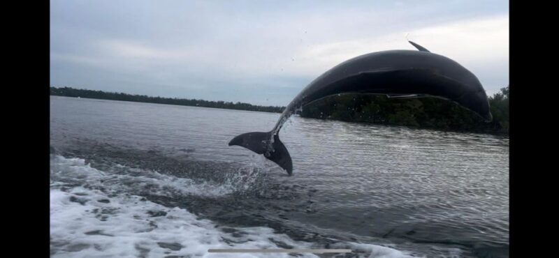 Private 2 Hour Dolphin & Eco Tour Marco Island, FL - FAQ