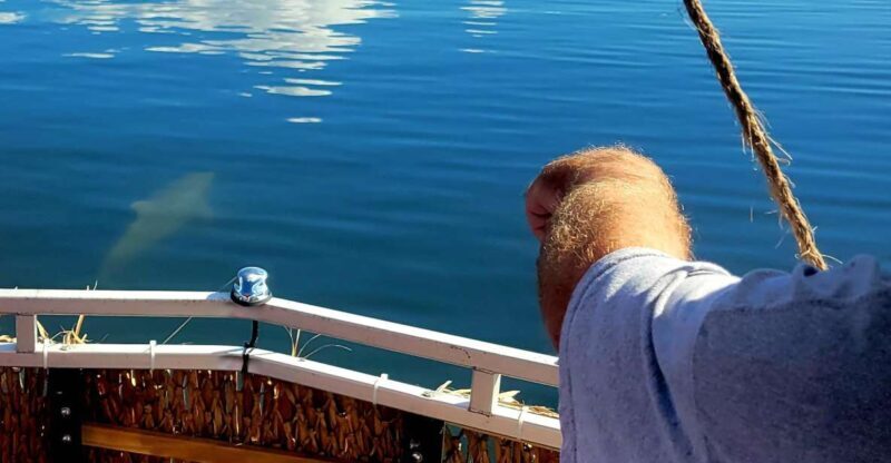Private 2 hour Dolphin Sightseeing tour- Melbourne - Analyzing the Value and Cost