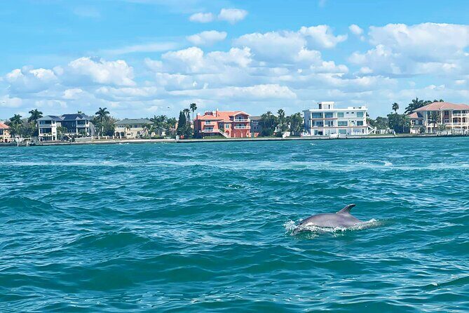 Private 2-Hour Dolphin Watching Cruise in St. Petersburg, FL - A Practical Look at the Experience