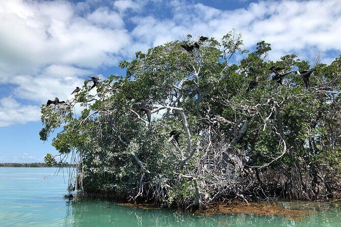 Private 2 hour Mangrove Ecotour - Exploring the Itinerary in Detail