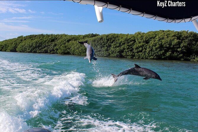 Private 2 hour Mangrove Ecotour - Pricing and Value