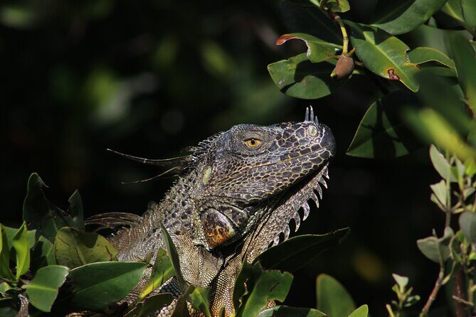 Private 2 hour Mangrove Ecotour - Who Is This Tour Best For?