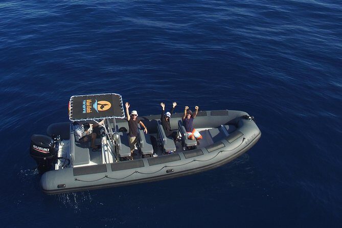 Private 2 hour Whale Watching Tour - An Introduction to the Experience