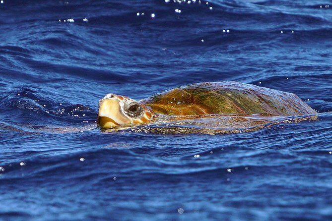 Private 2 hour Whale Watching Tour - What Sets This Tour Apart