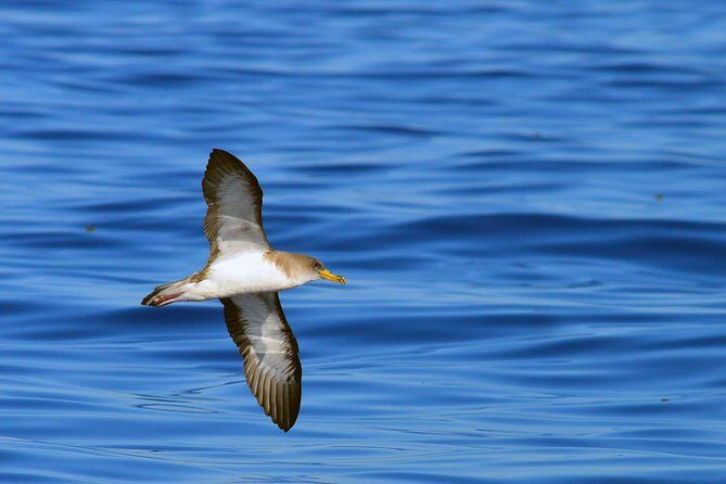 Private 2 hour Whale Watching Tour - Analyzing the Value
