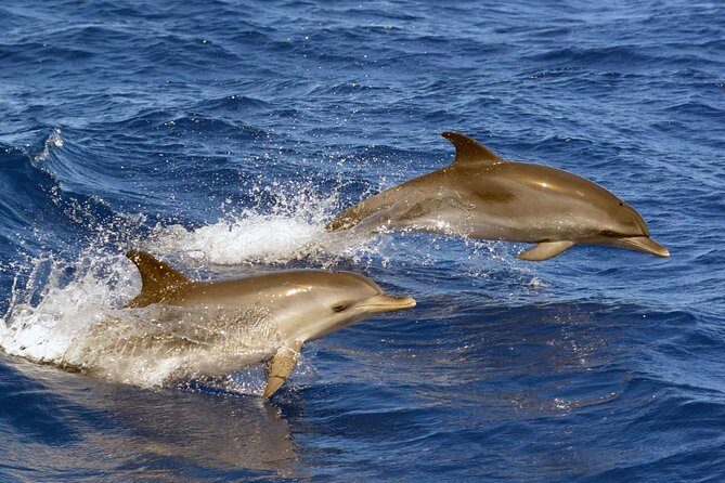 Private 2 hour Whale Watching Tour - Who Is This Tour Best For?