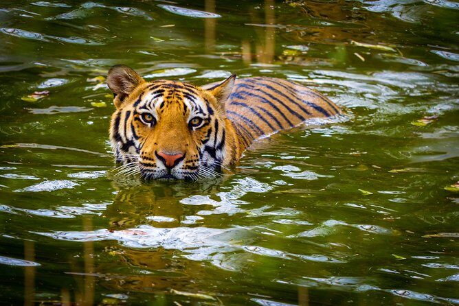 Private 2 Nights Short Escape To Jim Corbett - Day 1: Arrival and Rest