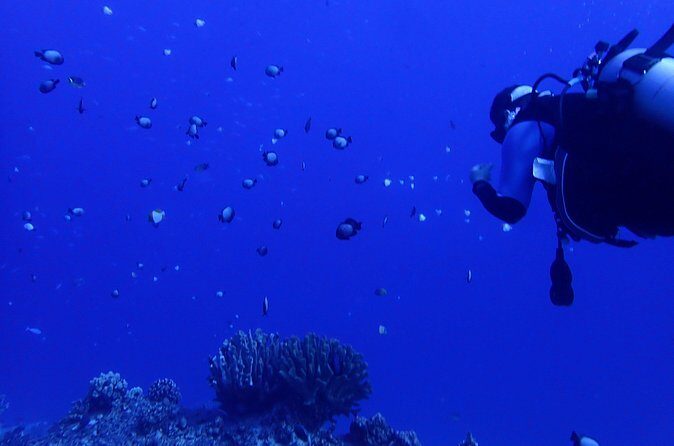 Private 2 Tank Dive at Molokini Crater Certified Divers Only - Who Will Love This Experience?