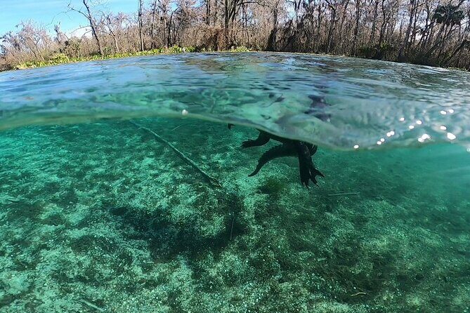 Private 2Hour Clear Kayak/ROC Paddle Board Rental on Silver River - Why Consider the Silver River Kayak and Paddleboard Experience?