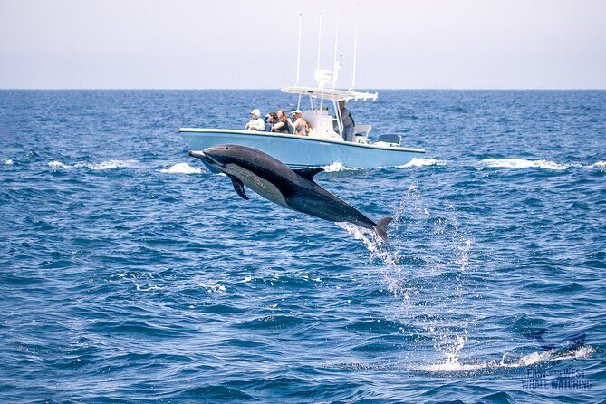 Private 2hr Supreme Whale/Dolphin Watching Tour, Newport Beach CA - What to Expect from the Tour