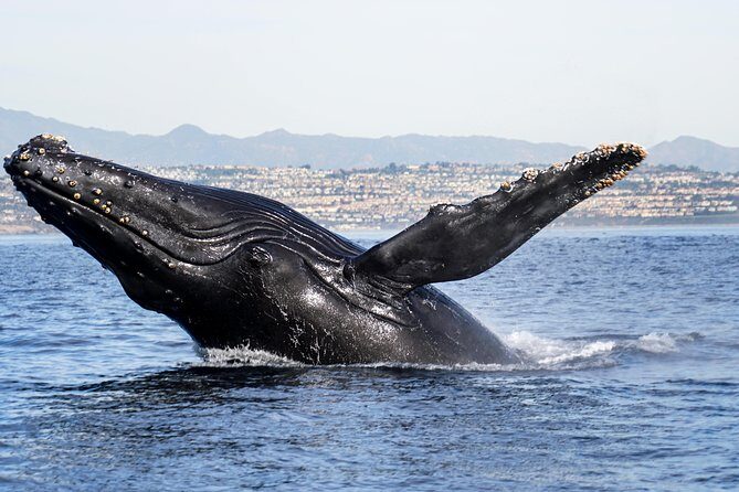 Private 2hr Supreme Whale/Dolphin Watching Tour, Newport Beach CA - Final Thoughts