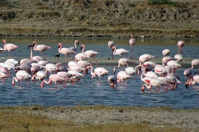 Private 3 Day Adventure through Dholavira and White Desert Rann - Key Points