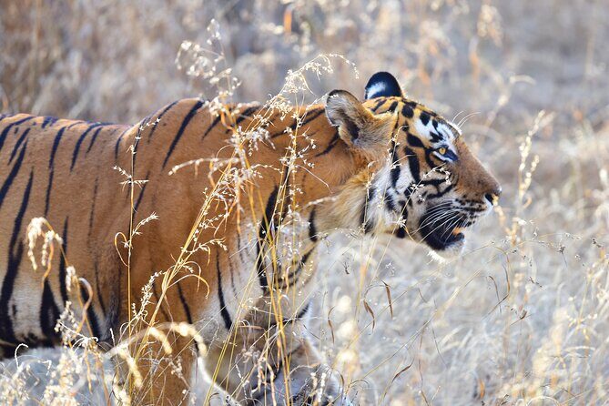 Private 3-Day Ranthambhore Tiger Tour from Agra ending in Jaipur - Transportation and Logistics: Comfort in Travel
