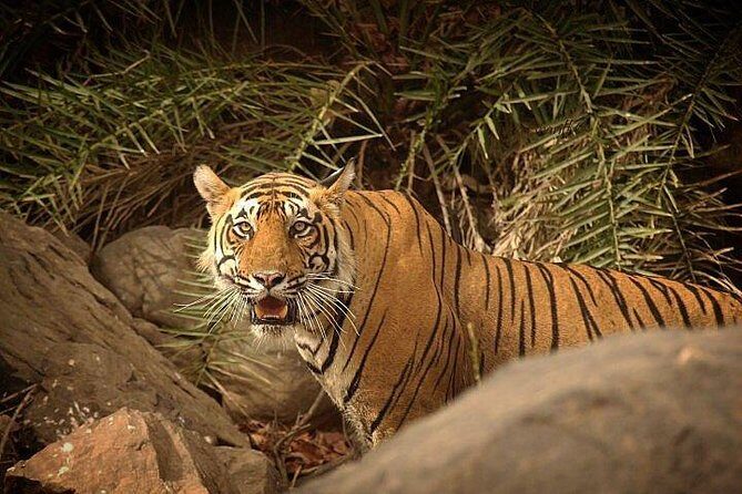 Private 3-Day Ranthambhore Tiger Tour from Agra ending in Jaipur - What Do Travelers Say?