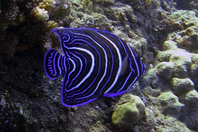 Private 3 Gili Islands Snorkeling Tour from Kuta Lombok - Frequently Asked Questions