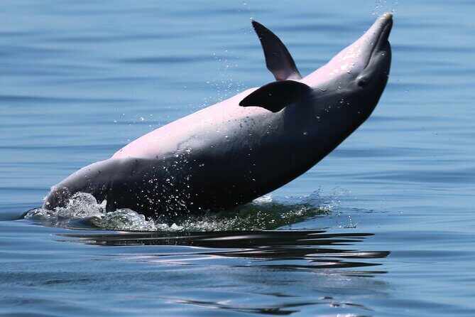 Private 3 Hour Powerboat Dolphin Cruise with Remote Beach Stop up to 6 guests - Frequently Asked Questions