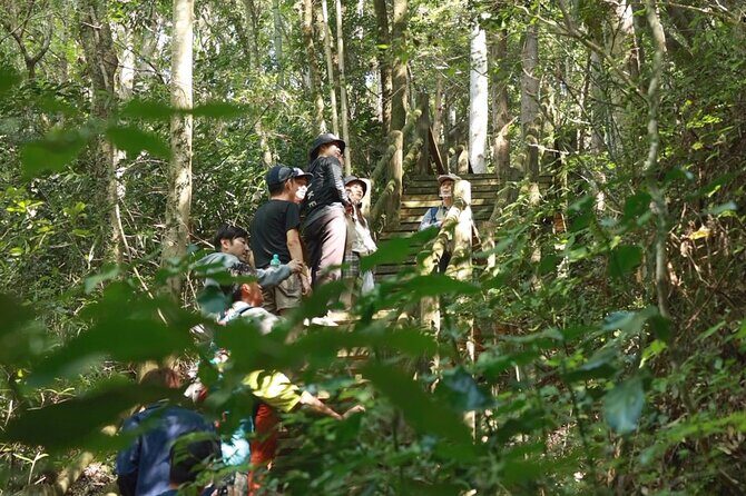 Private 3 Hours Ukiha's Forest Visit with Yoga Activity - An In-Depth Look at the Ukiha Forest Yoga Experience