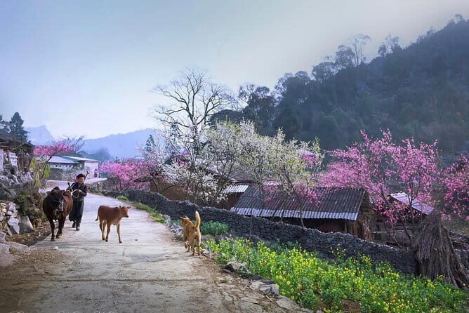 Private 4 Day Ha Giang Loop Adventure All Inclusive Car Tour - The Practical Side: Transportation, Cost, and Comfort