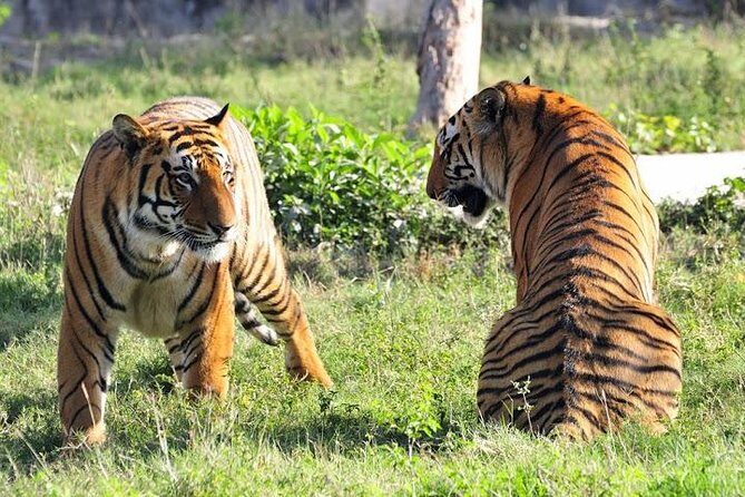 Private 4-Day Ranthambhore Tiger Safari Tour to Agra and Jaipur from Delhi - Introducing the 4-Day Itinerary: What to Expect