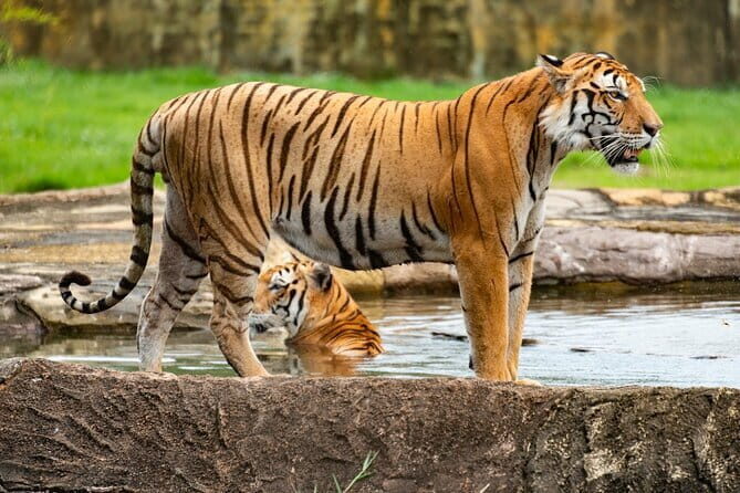 Private 4-Day Tiger Safari and Golden Triangle Tour from Delhi - A Practical Take on the Private 4-Day Tiger Safari and Golden Triangle Tour from Delhi