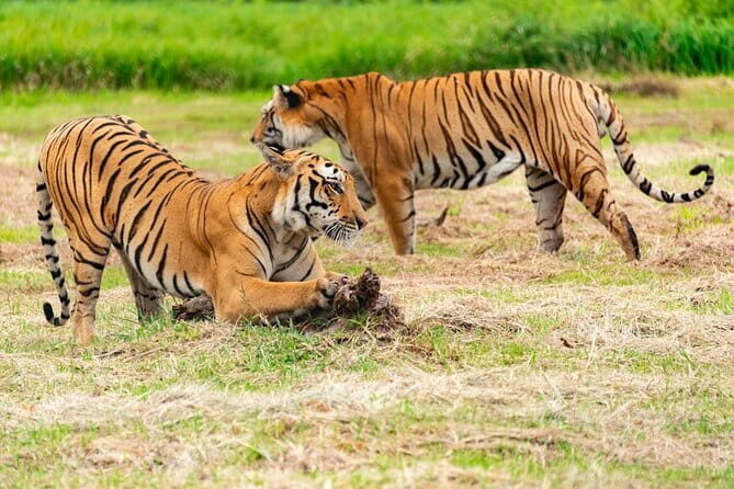Private 4-Day Tiger Safari and Golden Triangle Tour from Delhi - An In-Depth Look at the Tours Highlights and What to Expect