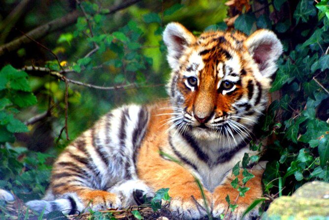 Private 4-Days Taj Mahal and Ranthambore Safari Tour from Delhi - Detailed Review of the Tour