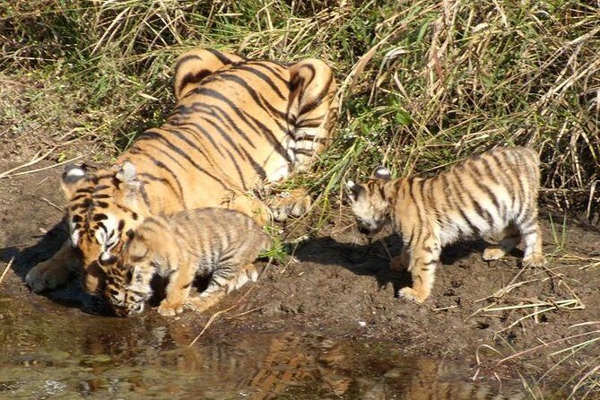Private 4-Days Taj Mahal and Ranthambore Safari Tour from Delhi - The Sum Up